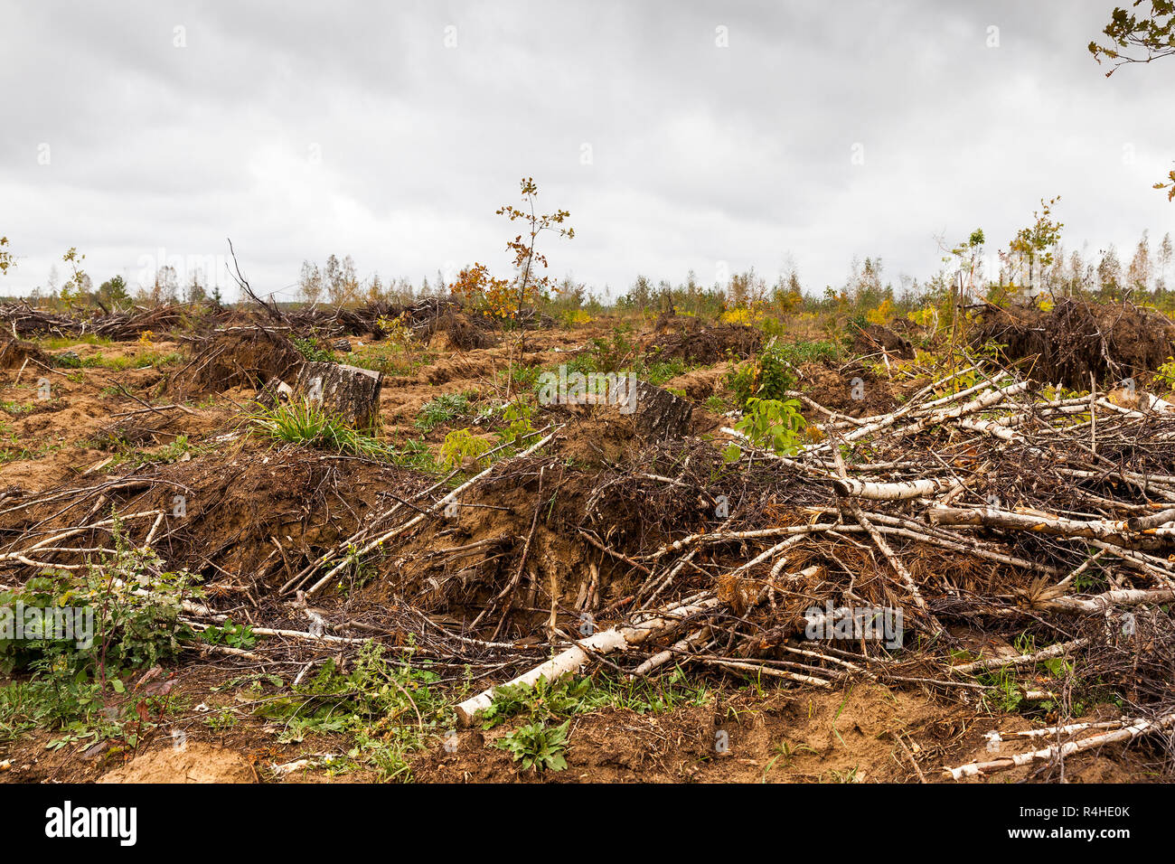 Storm damage. trees in the forest after a storm Stock Photo - Alamy