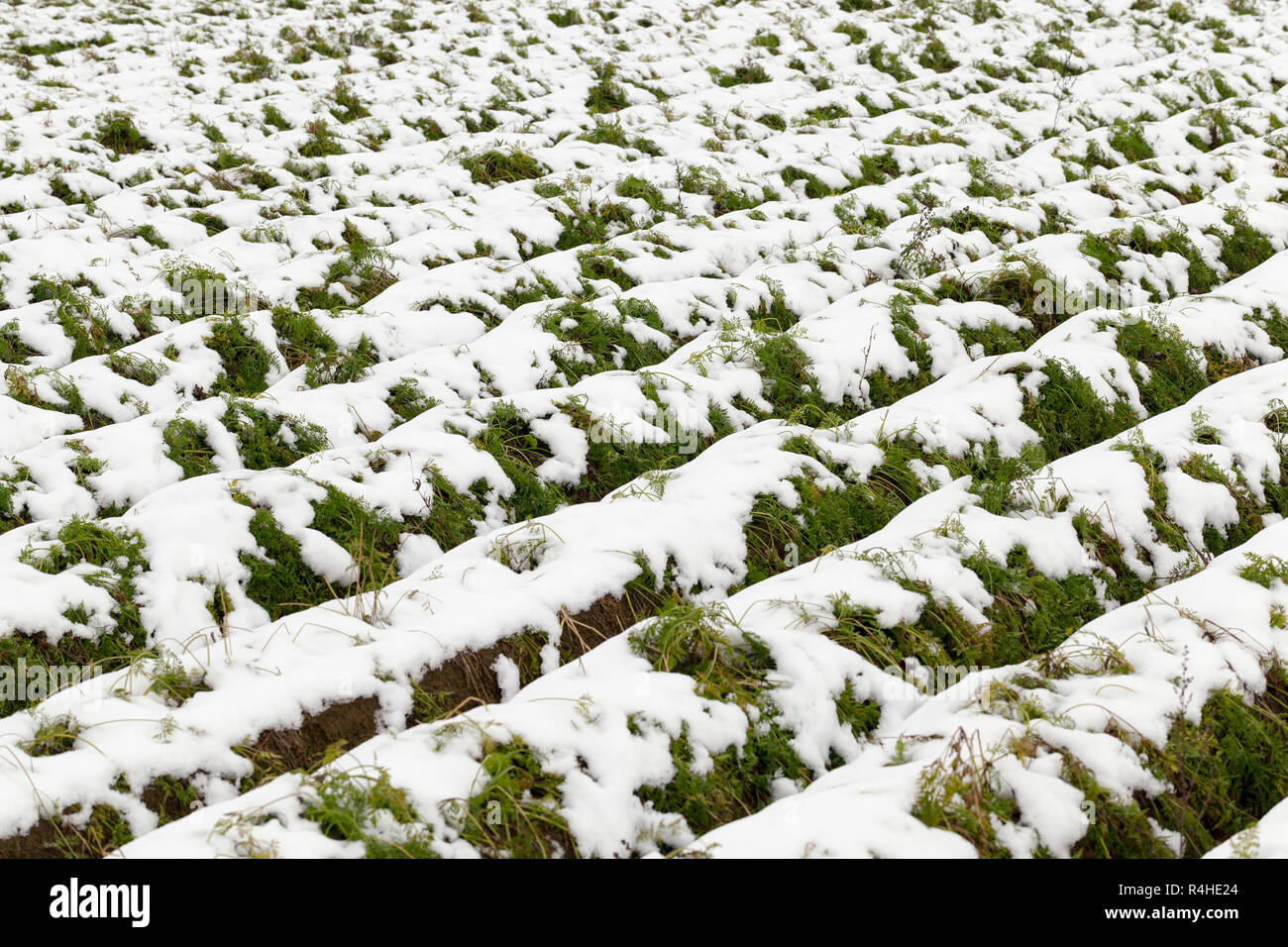carrot harvest in the snow Stock Photo - Alamy