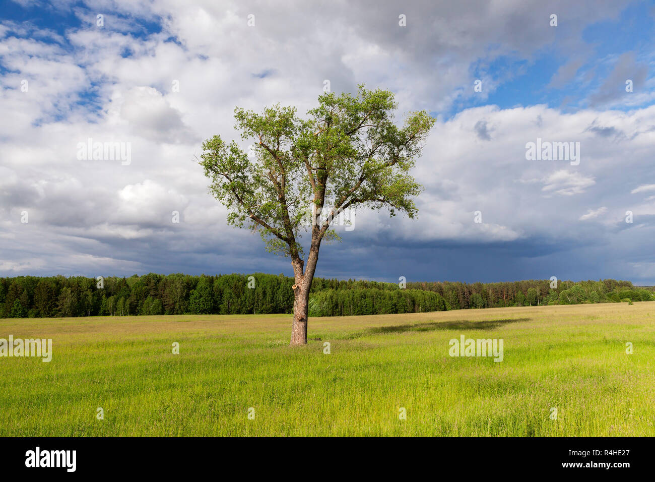 tree in the summer Stock Photo - Alamy