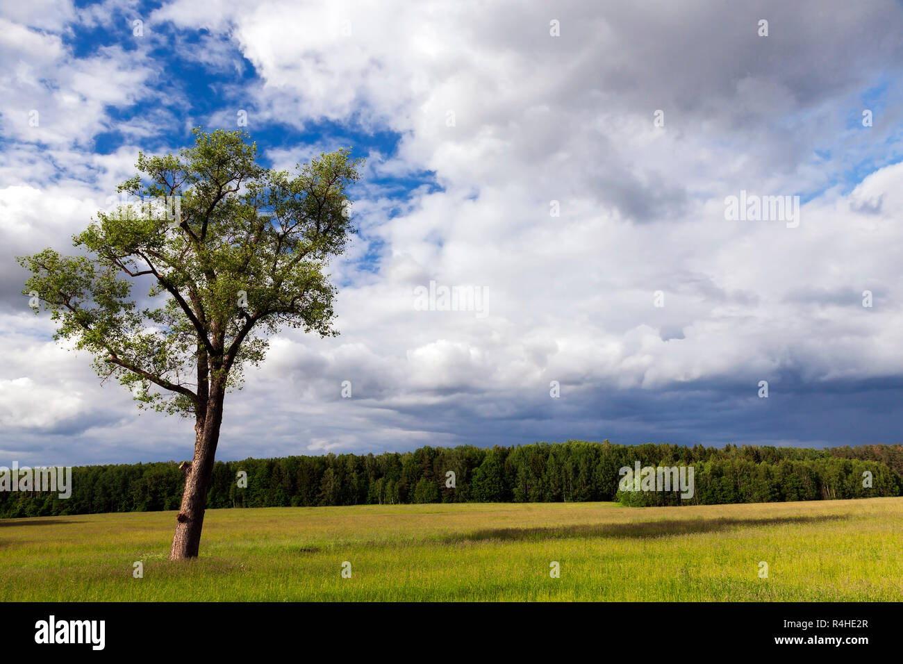 tree in the summer Stock Photo - Alamy