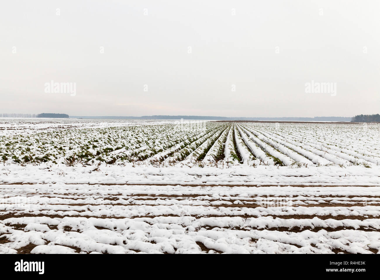 carrot harvest in the snow Stock Photo - Alamy