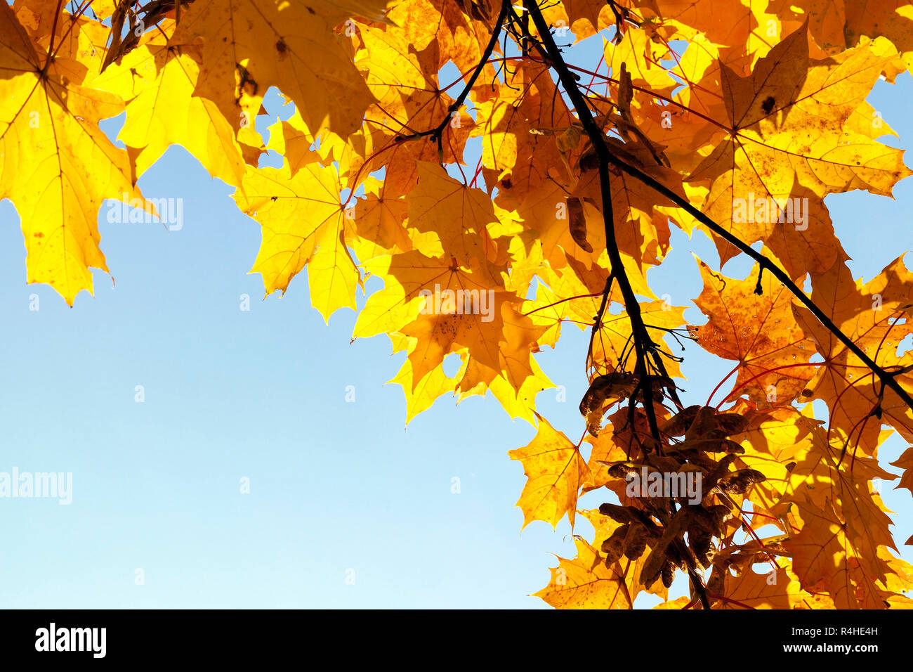 yellowed maple trees in autumn Stock Photo - Alamy