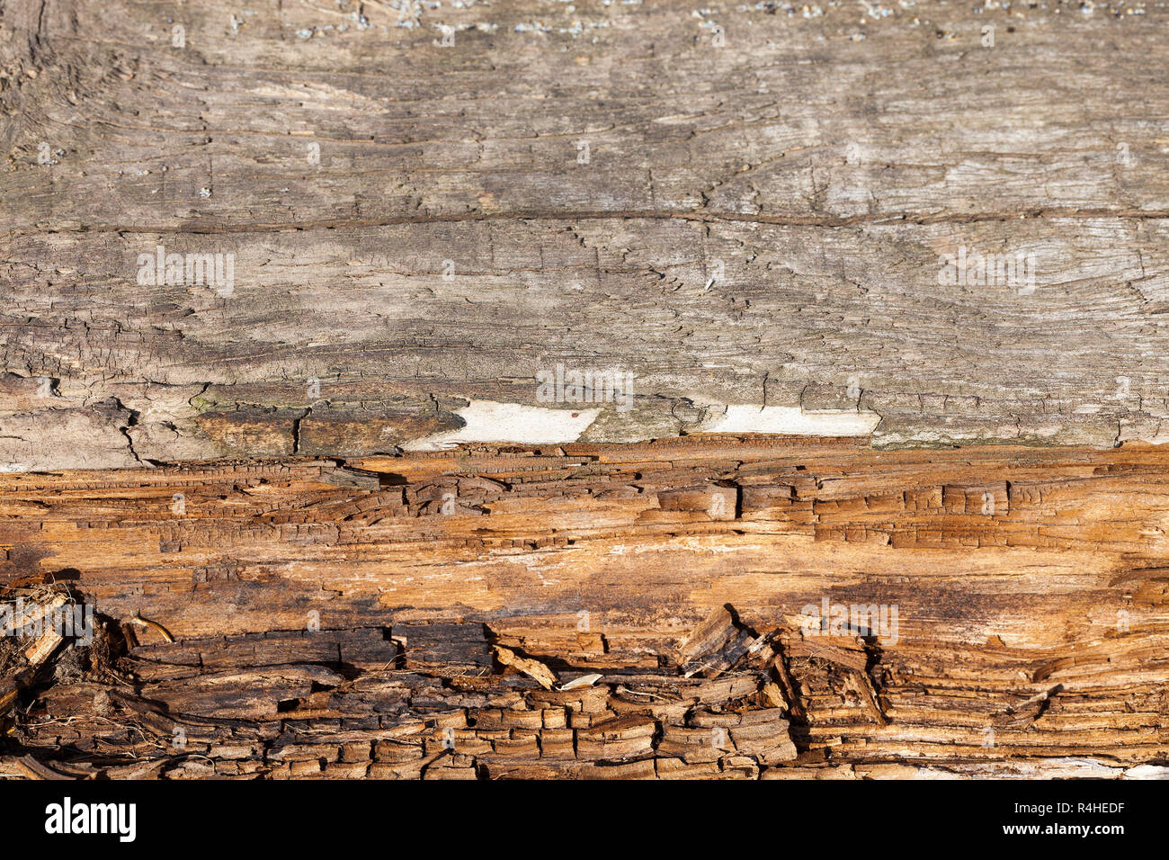 the destruction of wood from moisture Stock Photo - Alamy