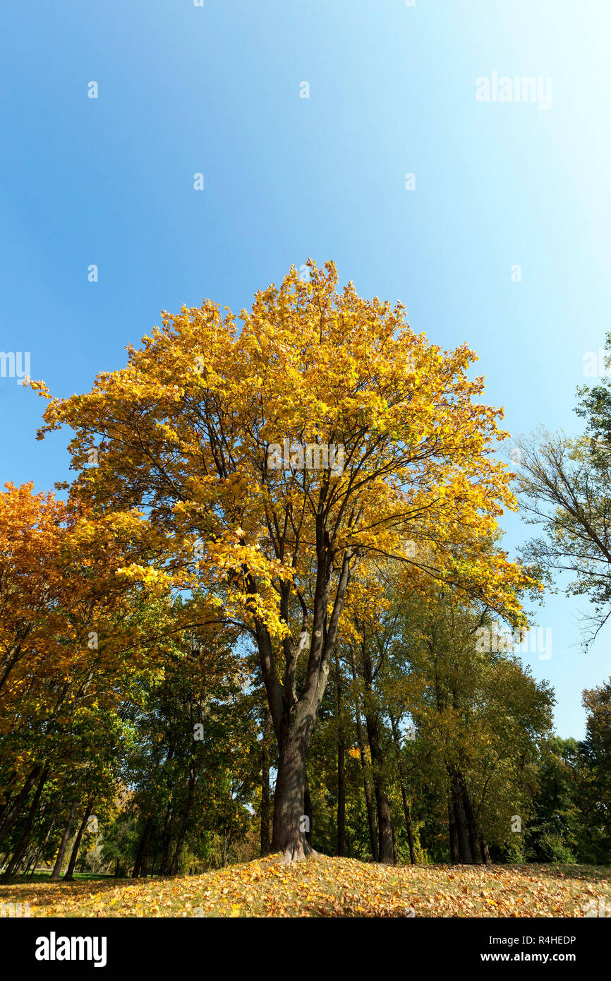 Maple Park in autumn Stock Photo - Alamy