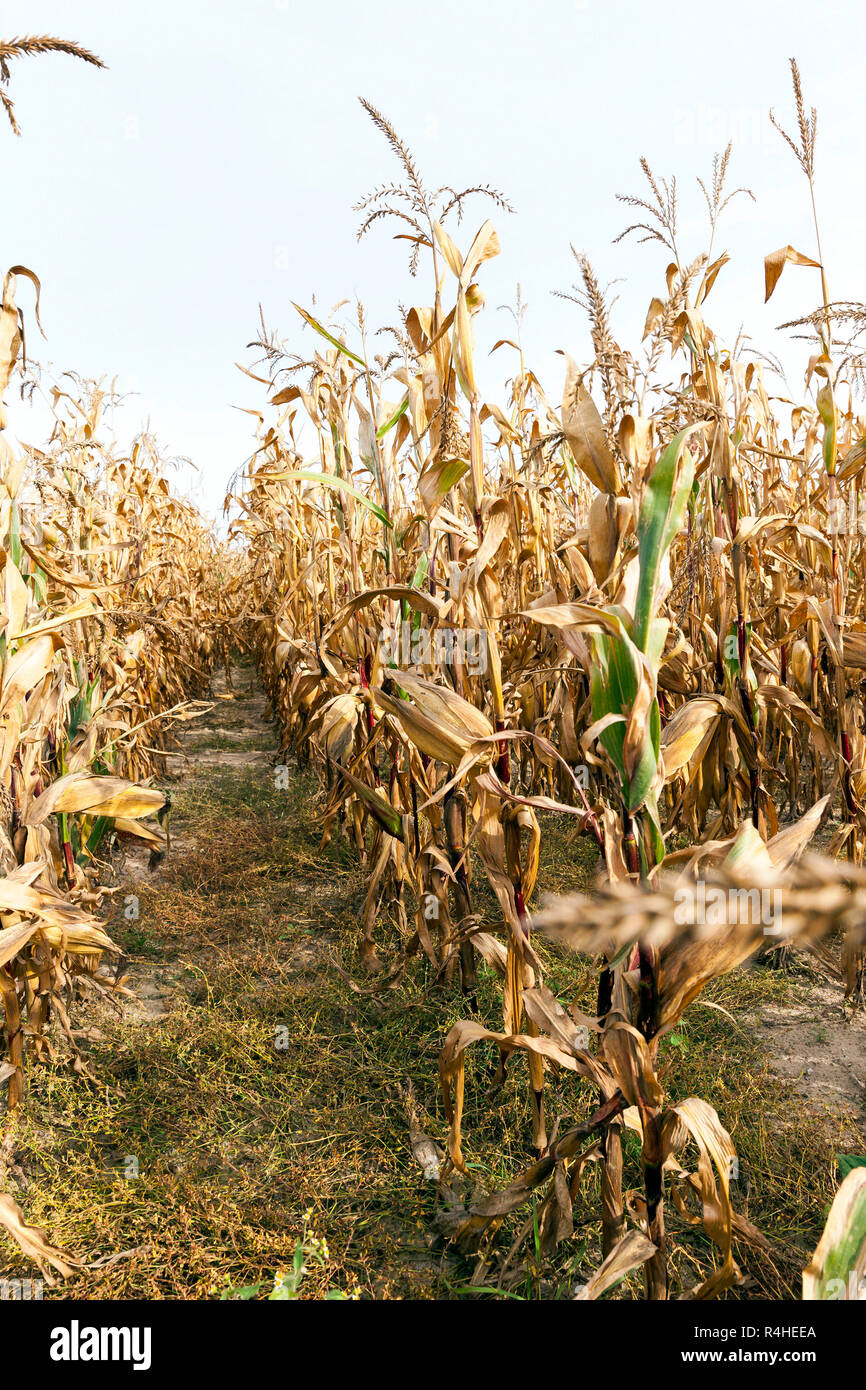 agricultural field with corn Stock Photo - Alamy