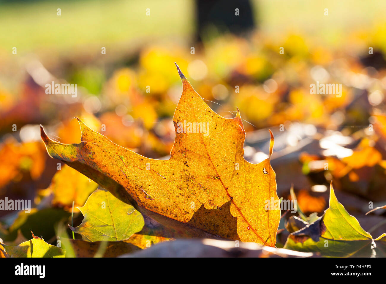Closeup perspective view fallen hi-res stock photography and images - Alamy