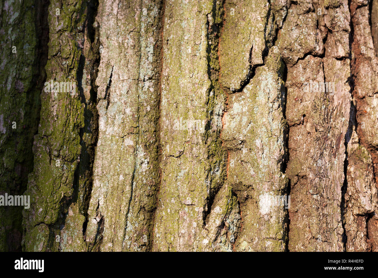 tree bark, close-up Stock Photo - Alamy