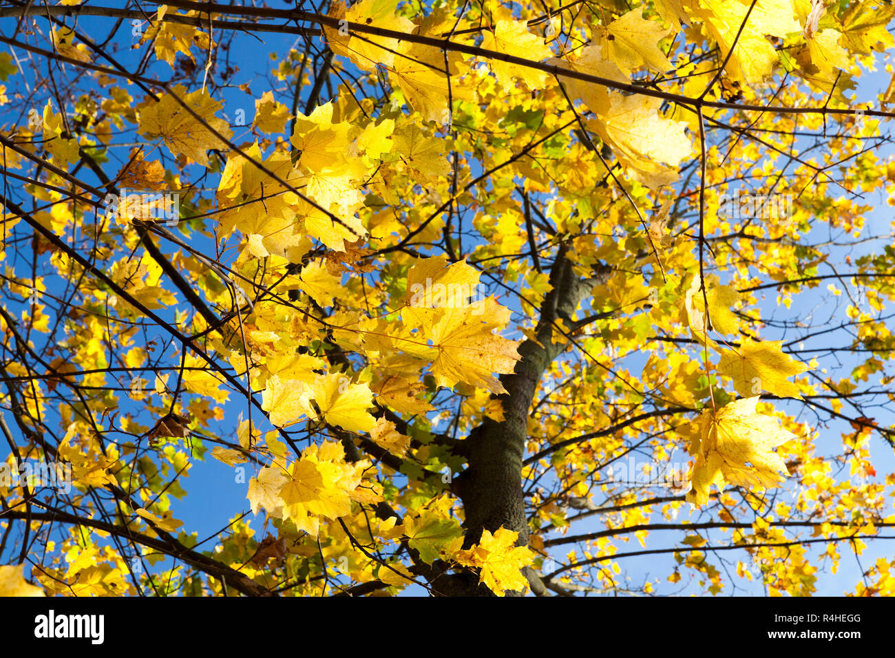 Yellowed maple trees in hi-res stock photography and images - Alamy