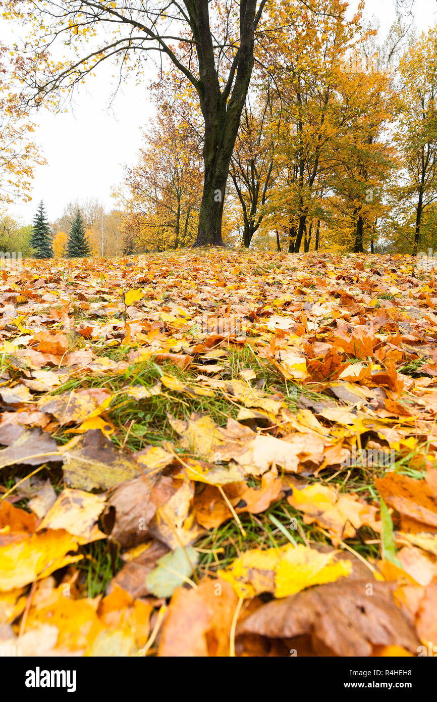 Park in the fall Stock Photo - Alamy