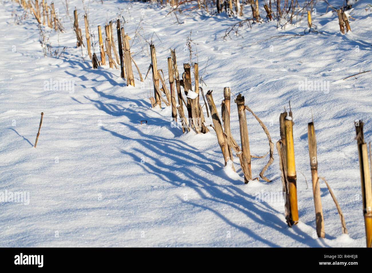 field covered with snow Stock Photo - Alamy