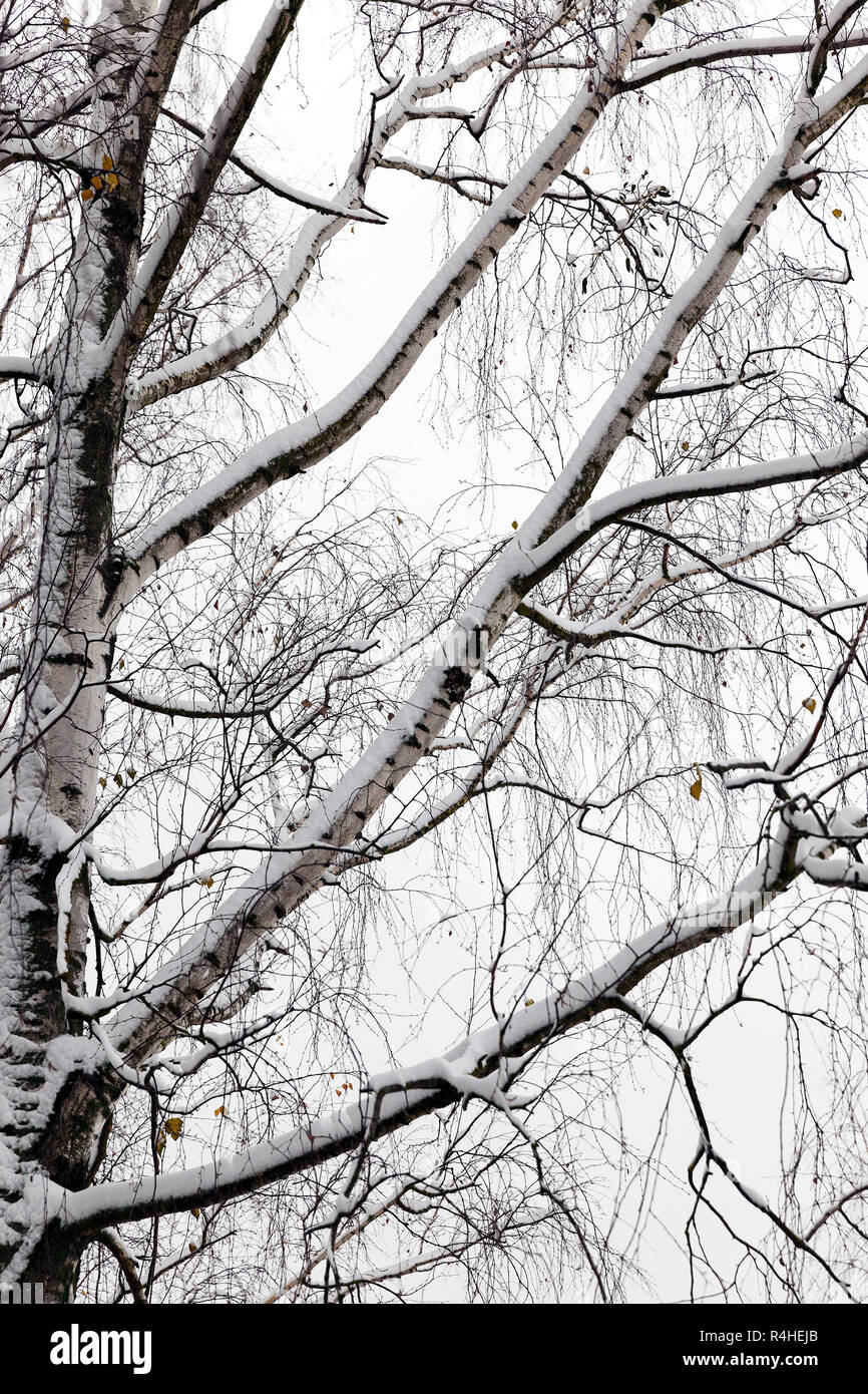 Tall frozen trees under hi-res stock photography and images - Alamy