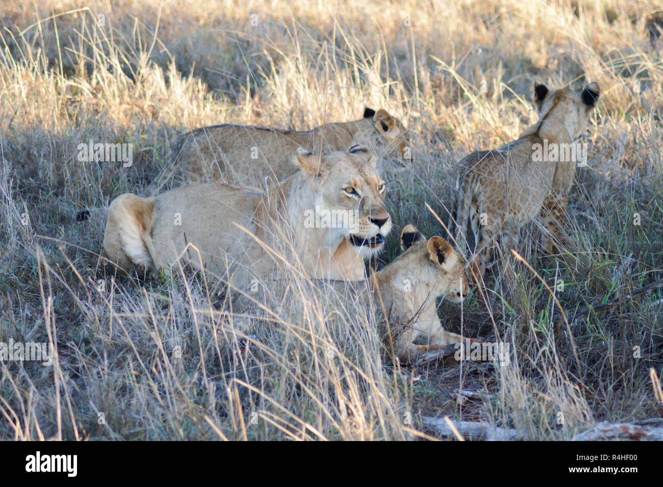 A Lioness and her three lion Stock Photo - Alamy