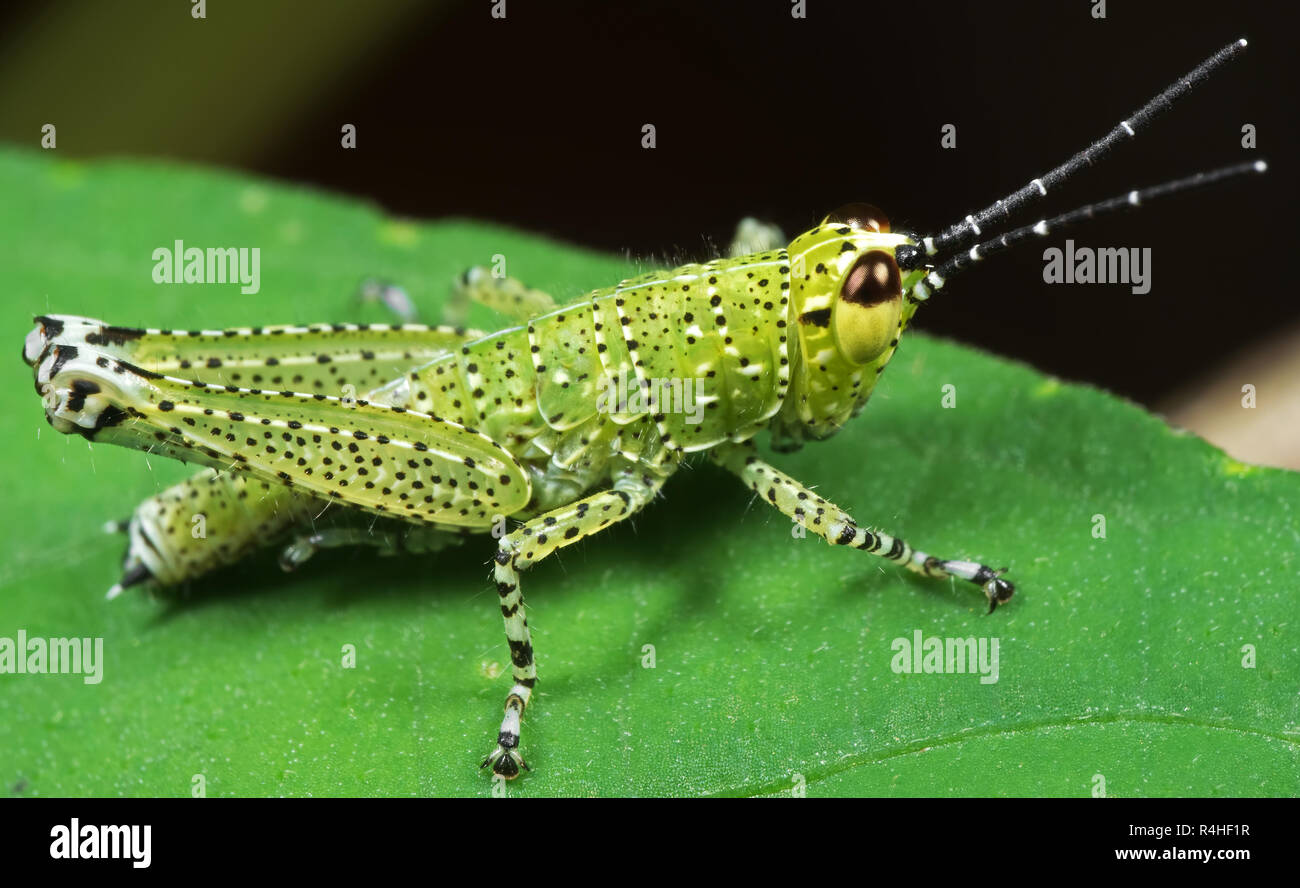 Macro Photography of Spotted Grasshopper on Green Leaf Stock Photo - Alamy