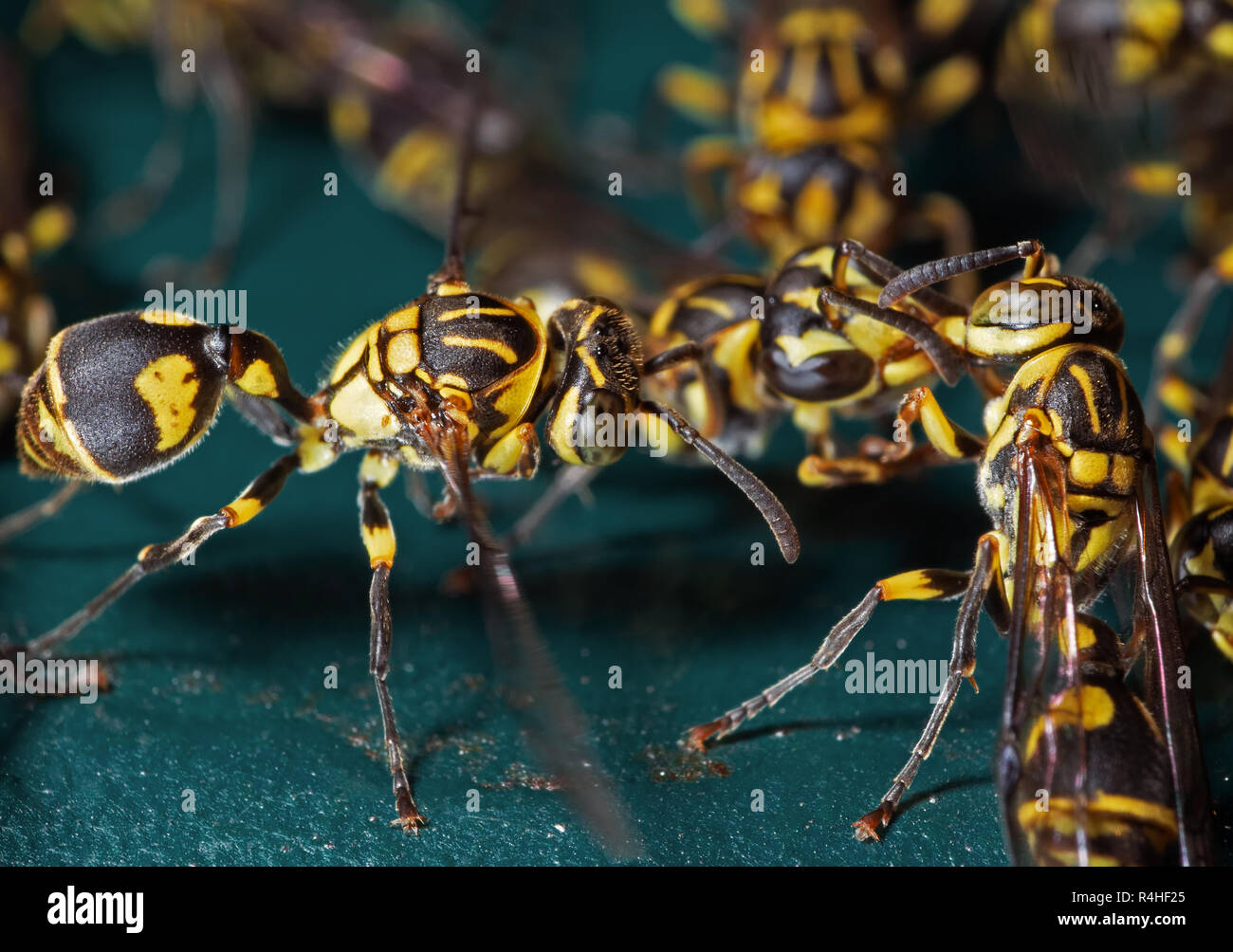 Macro Photography of Group of Wasps on Blue Green Metal Material Stock ...