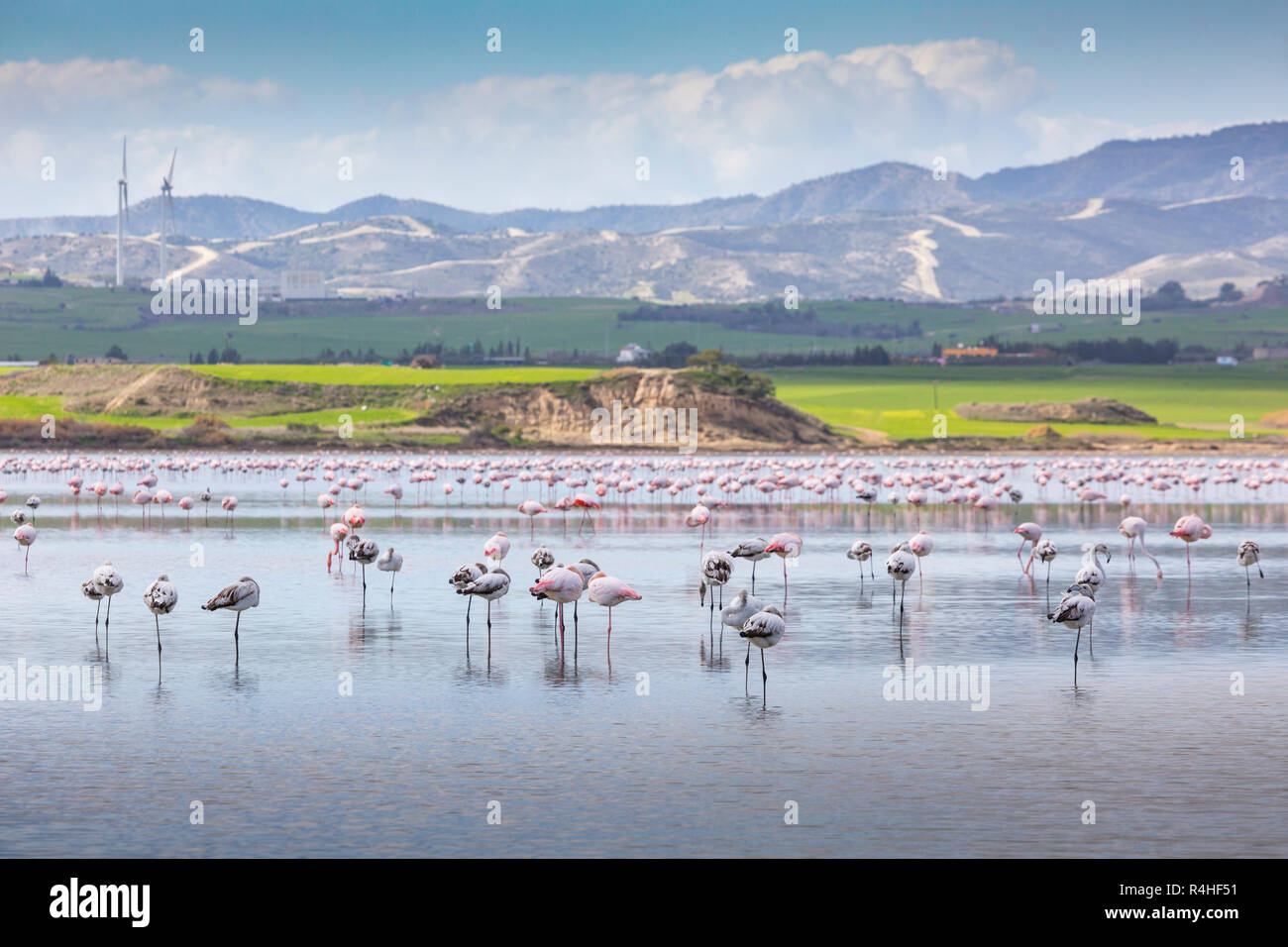 Pink and grey flamingos at the salt lake of Larnaca, Cyprus Stock Photo ...