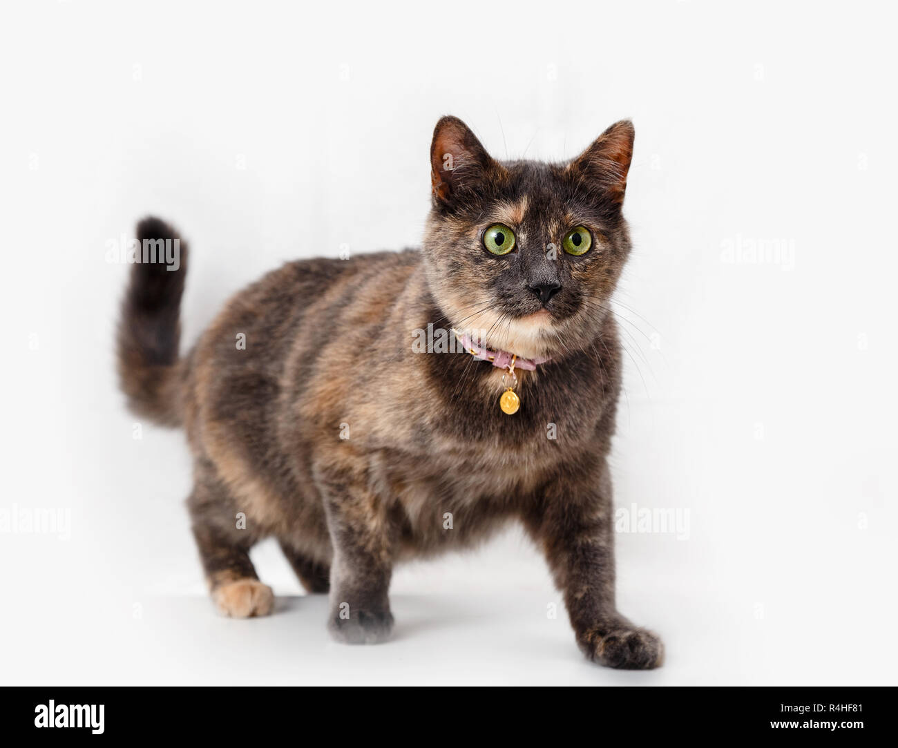 Red tortoiseshell kitten hi-res stock photography and images - Alamy