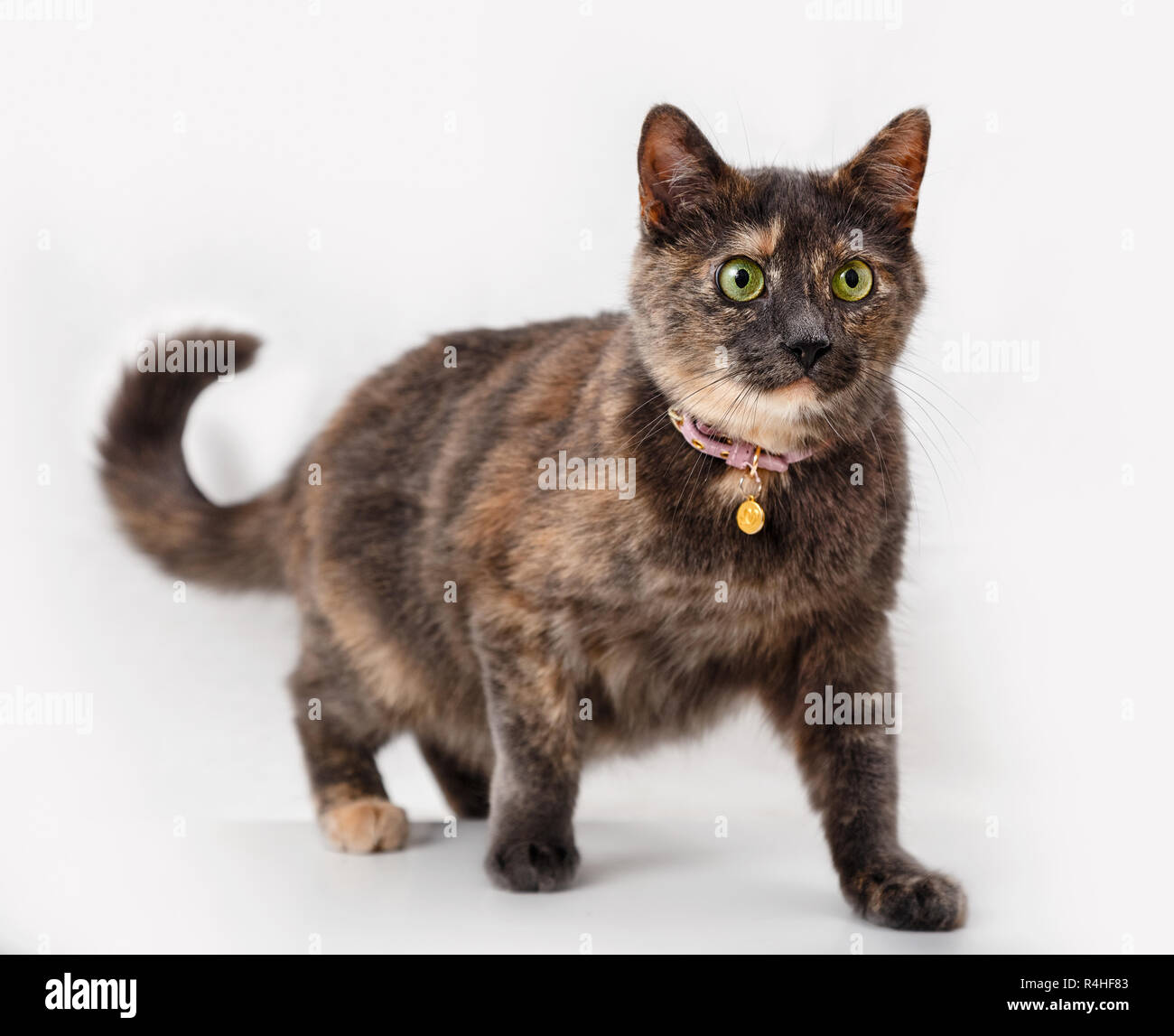 Red tortoiseshell kitten hi-res stock photography and images - Alamy