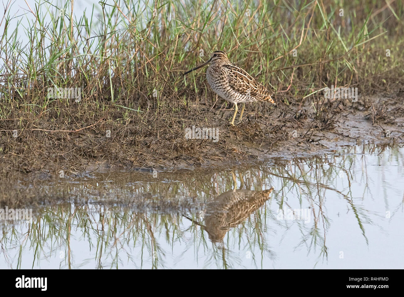 Pintail Snipe (Gallinago stenura Stock Photo - Alamy