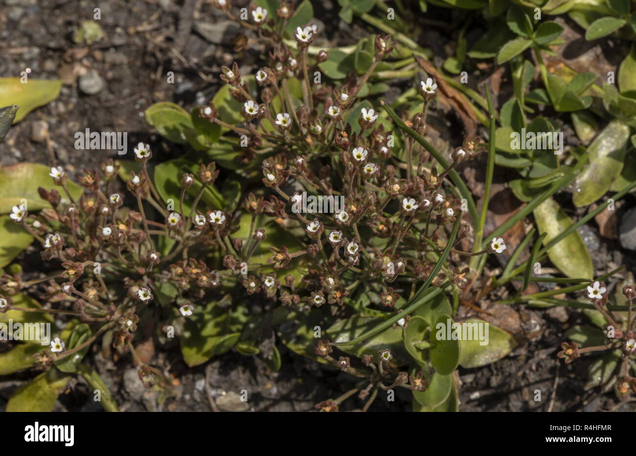 Androsace elongata hi-res stock photography and images - Alamy