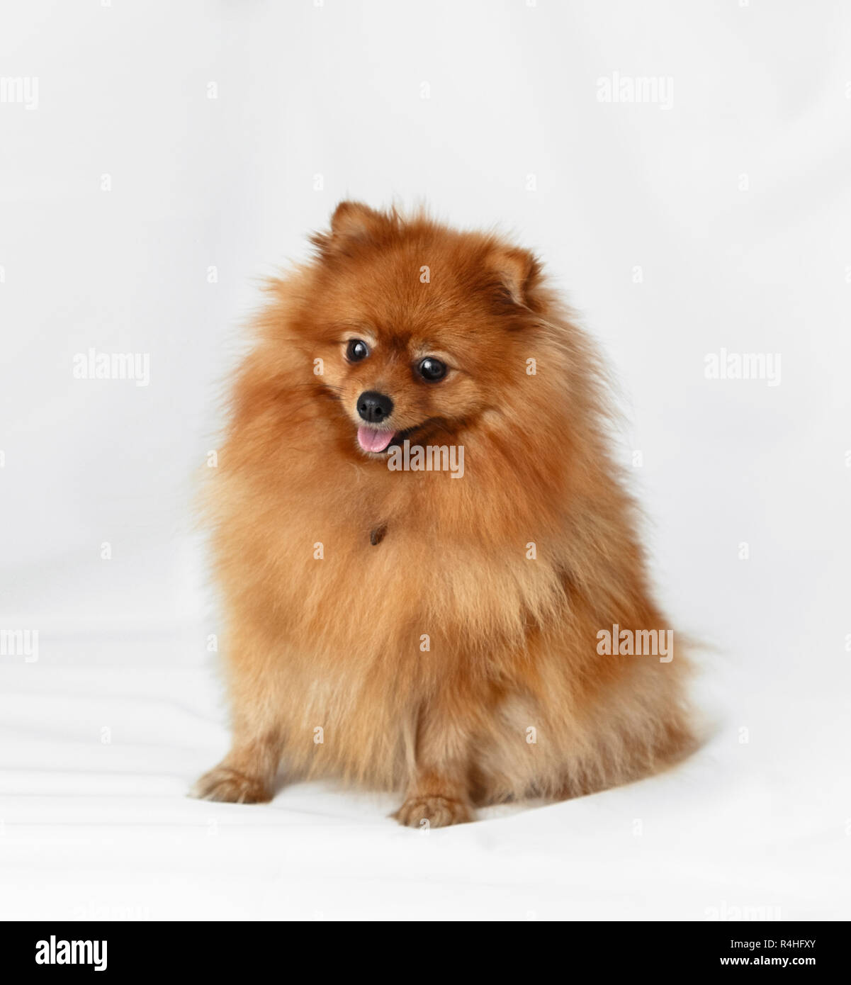 Dog Breed Spitz Stock Photo - Alamy