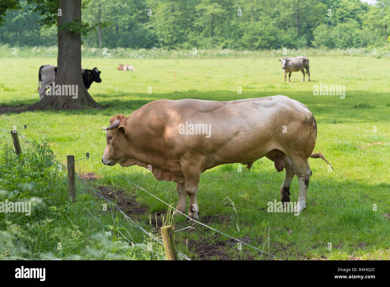 Limousine calf hi-res stock photography and images - Alamy