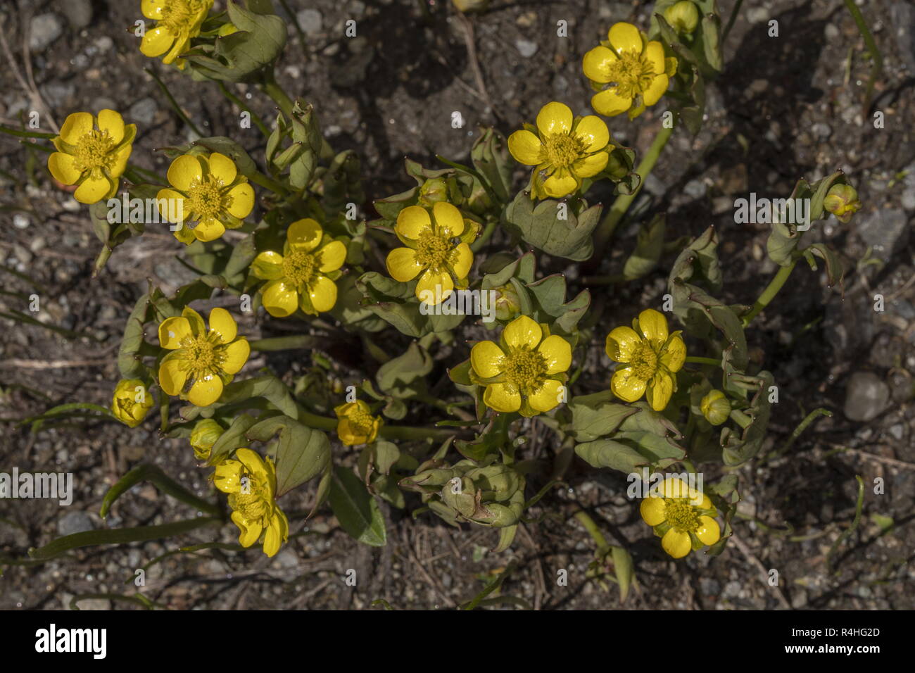 Thore's Buttercup, Ranunculus thora, in flower, french Alps Stock Photo ...
