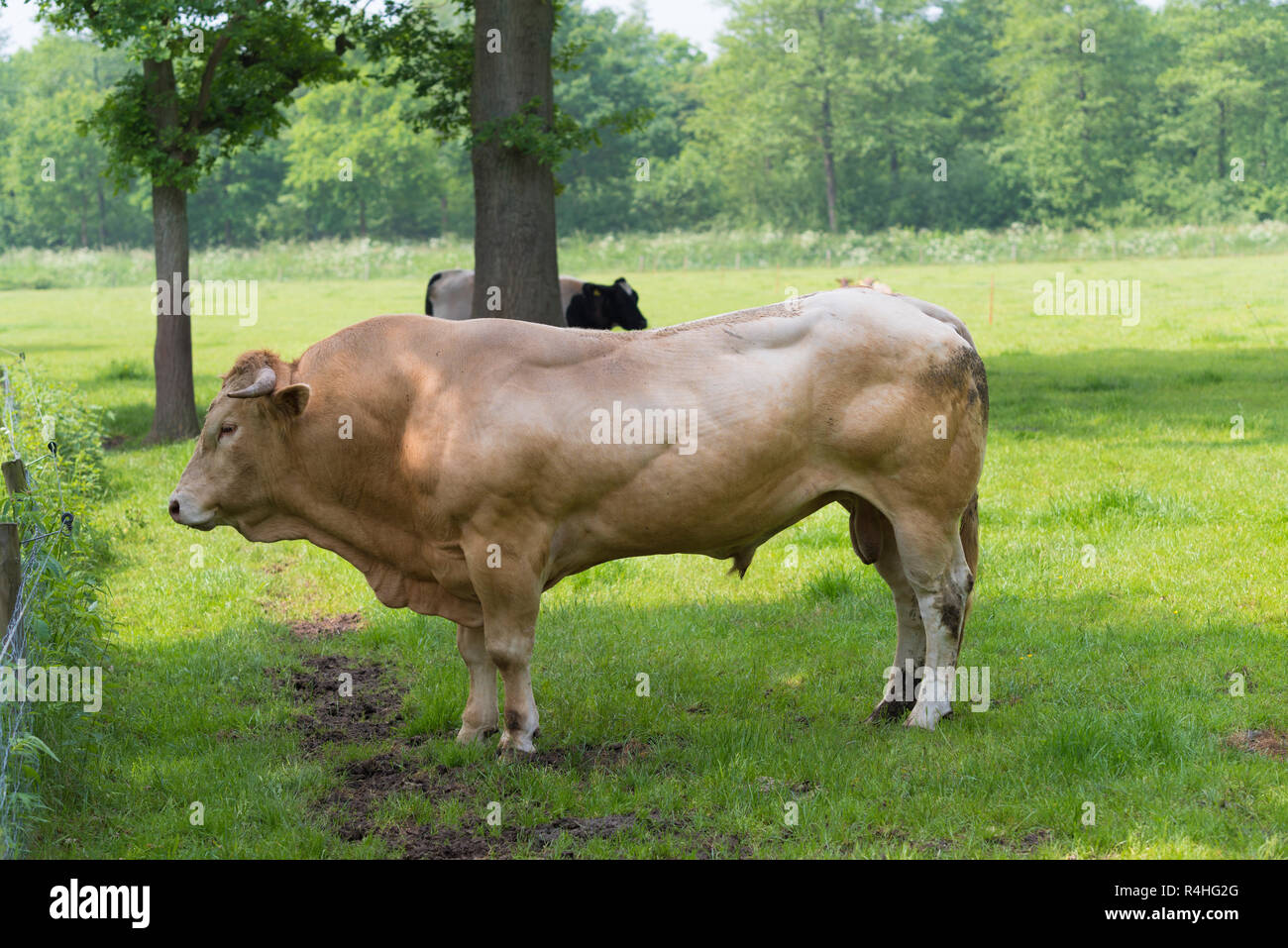 Limousine calf hi-res stock photography and images - Alamy