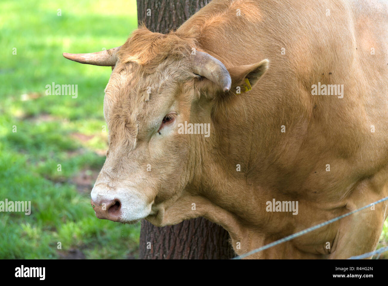 impressive limousine bull Stock Photo - Alamy