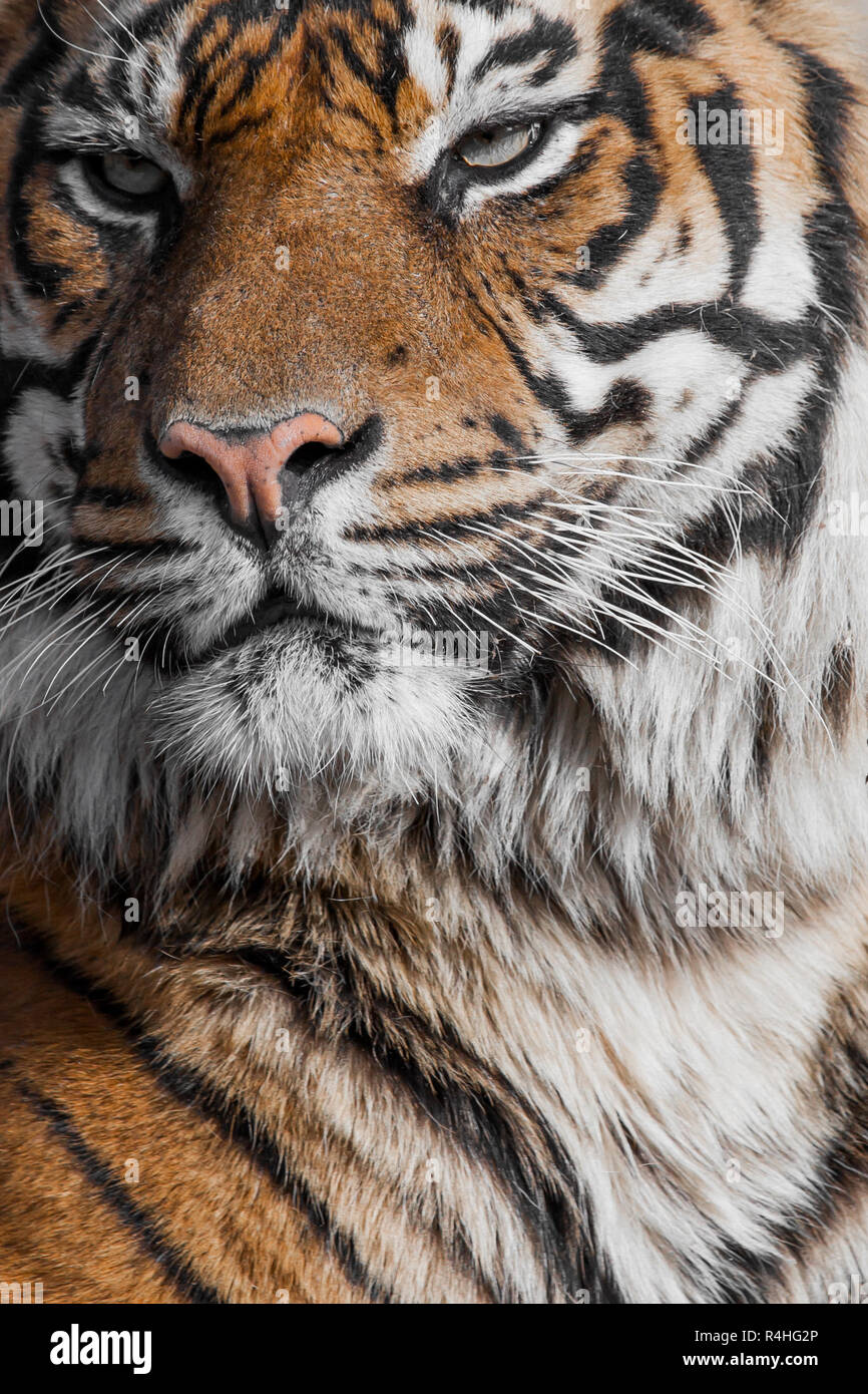 Tigers face hi-res stock photography and images - Alamy