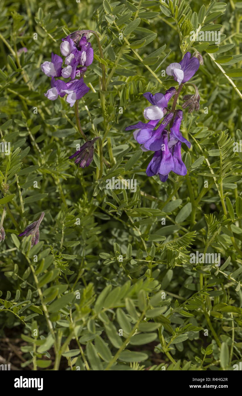 Hairy Vetch Stock Photos & Hairy Vetch Stock Images - Alamy