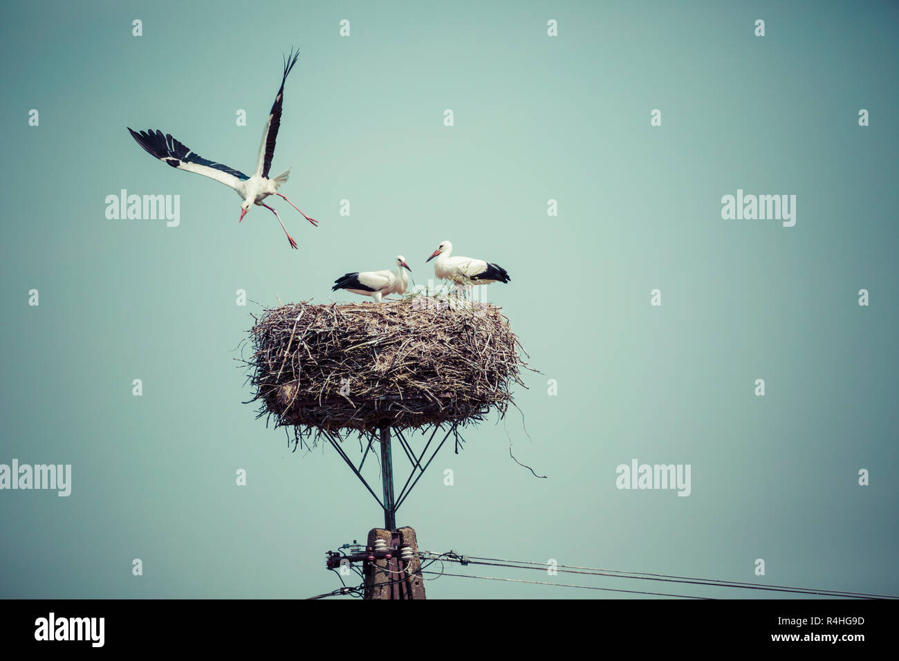 Stork with baby birds in the nest, Poland Stock Photo - Alamy