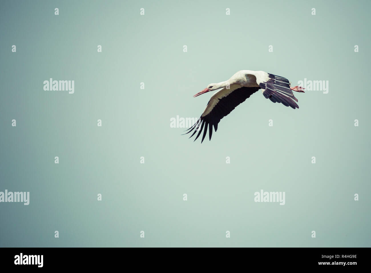 Stork flying on blue sky background. Beautiful stork bird photographed ...
