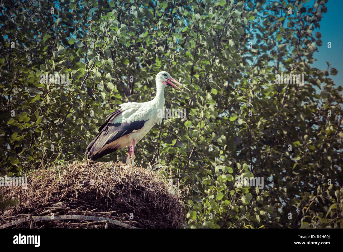 Beautiful stork bird photographed in Poland Stock Photo - Alamy