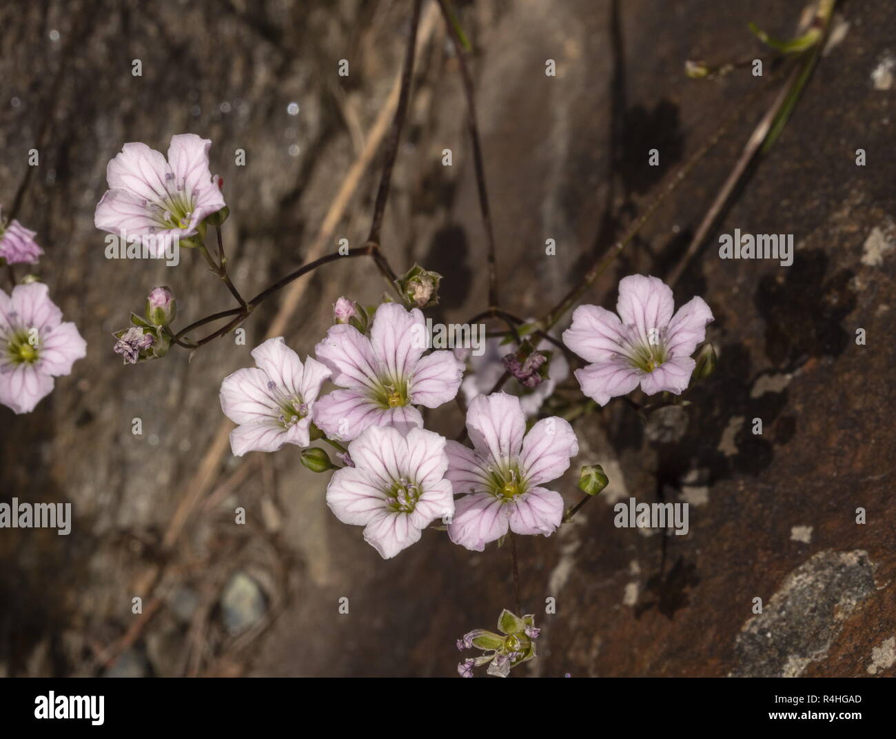Gypsophila tenuifolia hi-res stock photography and images - Alamy