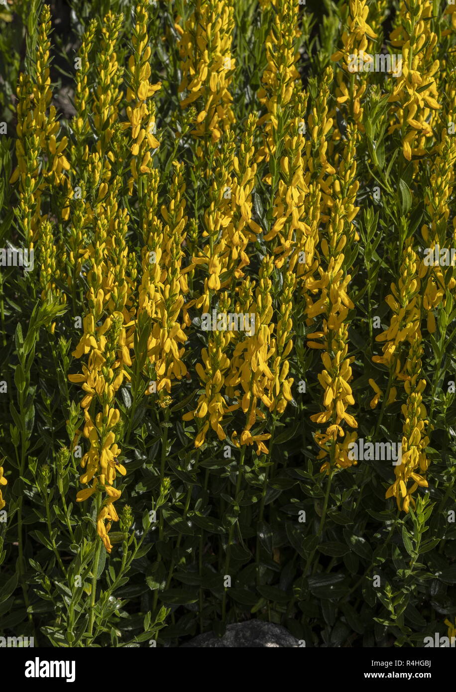 Dyer’s greenweed, Genista tinctoria, in flower in old meadow Stock ...