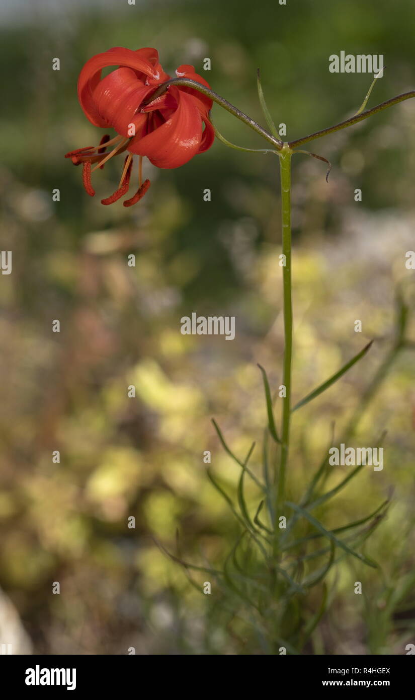 The Coral Lily, Lilium pumilum in flower in garden; from eastern Asia ...