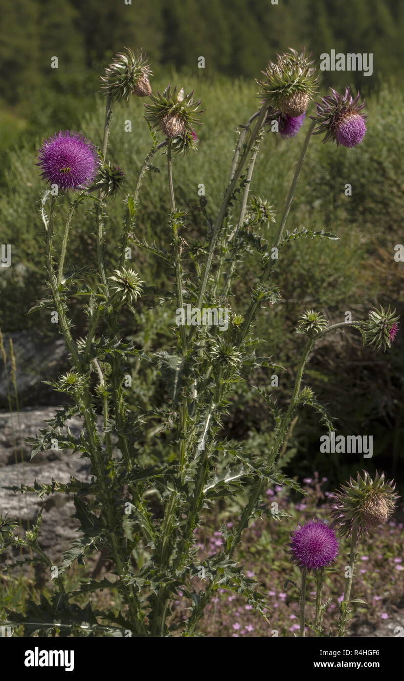 Carduus nutans ssp platylepis hi-res stock photography and images - Alamy