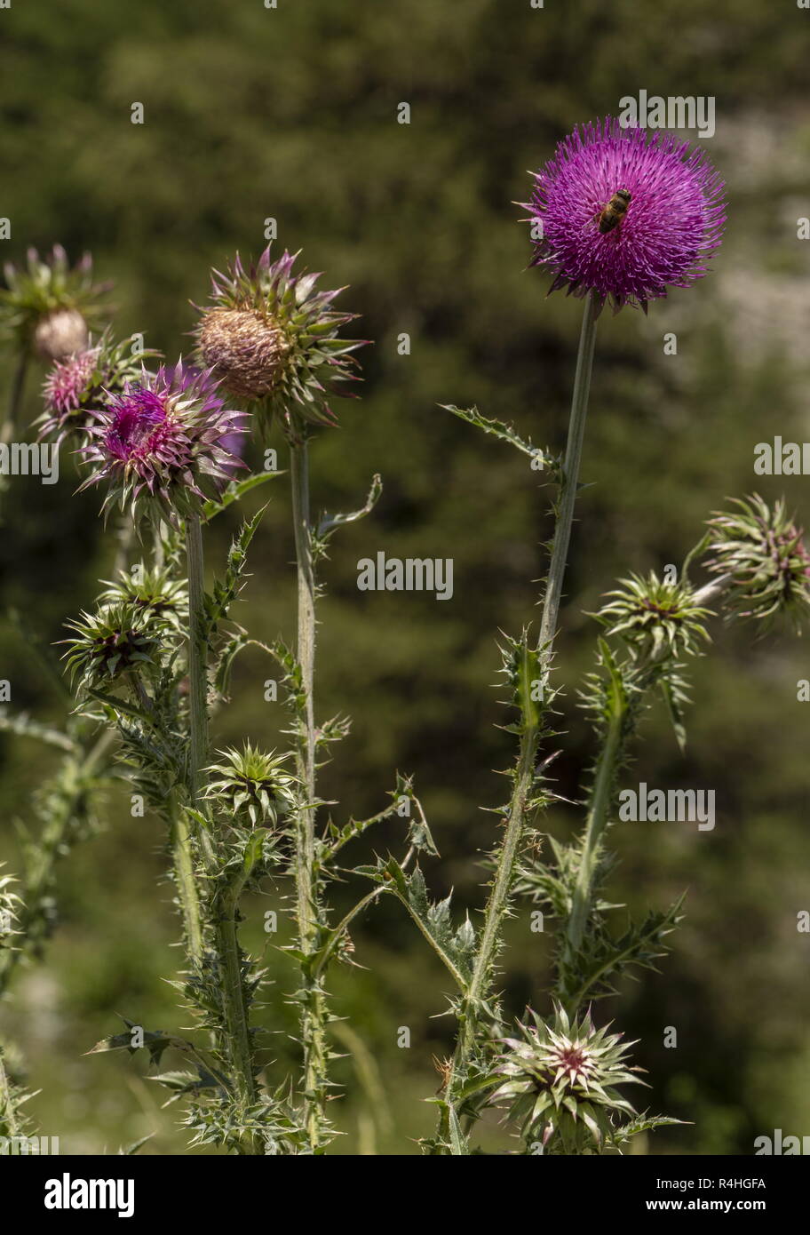 Carduus nutans ssp platylepis hi-res stock photography and images - Alamy