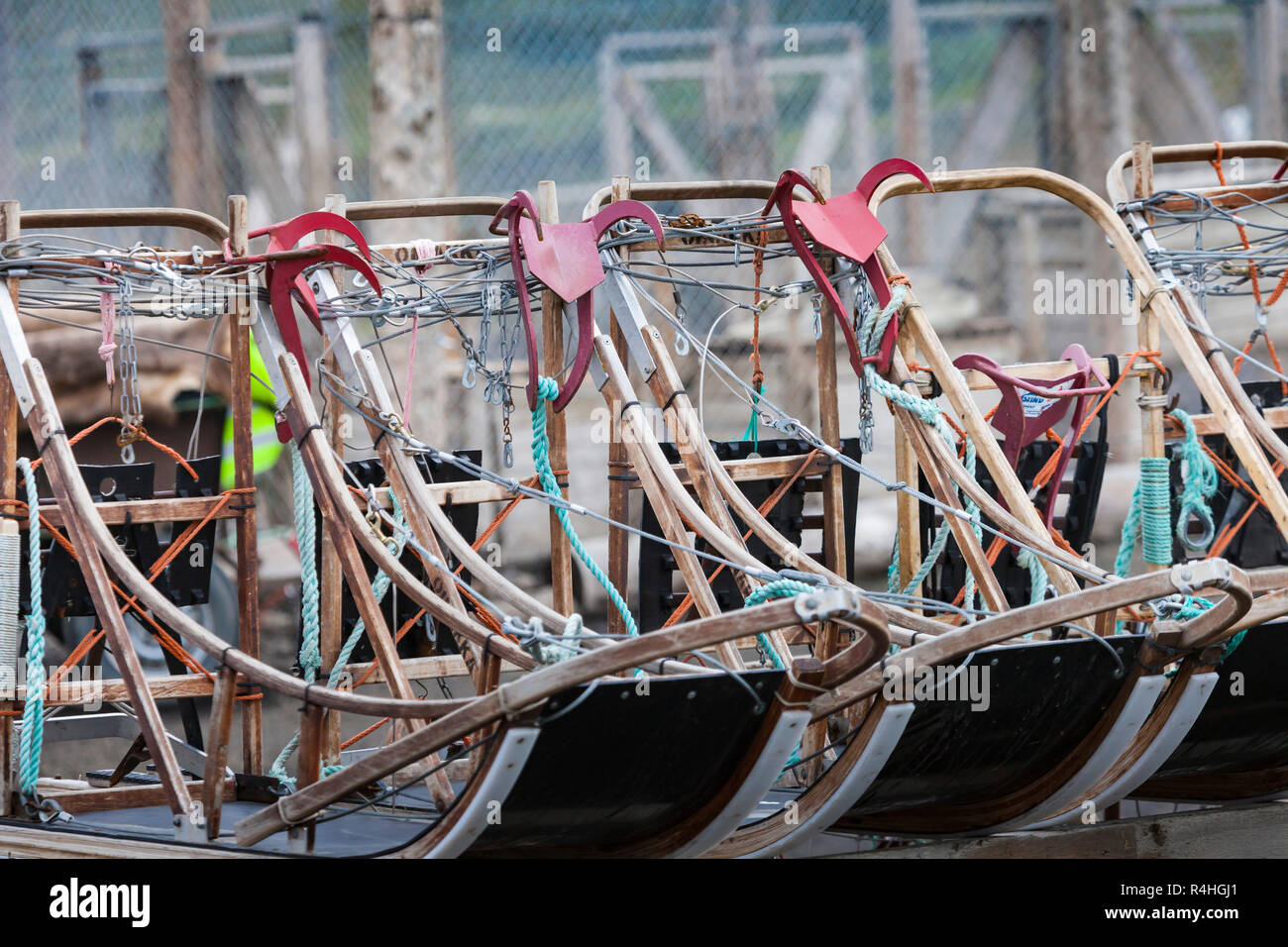 Arctic sled dogs in their kennel, North pole, Svalbard Stock Photo - Alamy