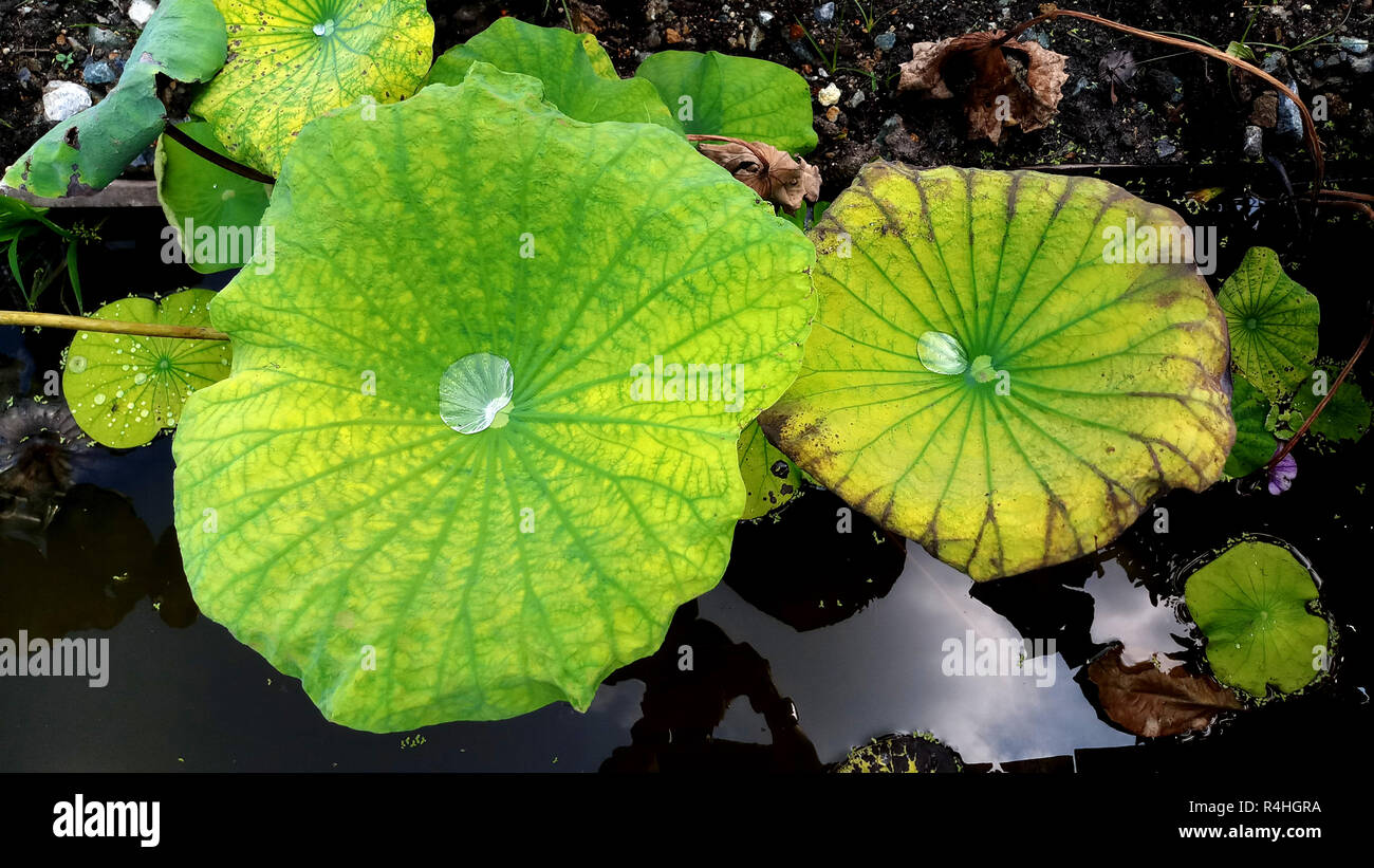 Water drops on lotus leaf hi-res stock photography and images - Alamy