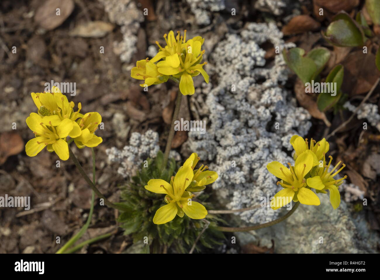 Yellow whitlow-grass, Draba aizoides, in flower high in the Swiss Alps ...