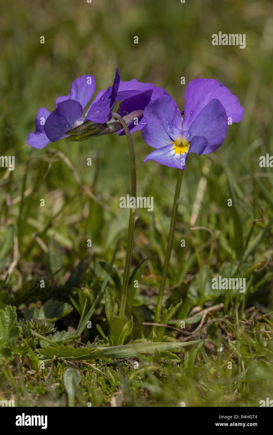 Spurred violet viola calcarata hi-res stock photography and images - Alamy