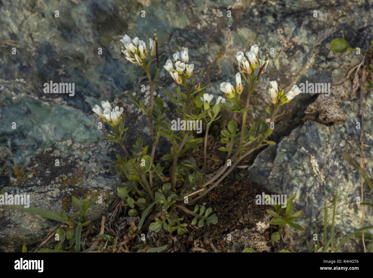 Mignonette-leaved Bittercress, Cardamine resedifolia in flower and ...