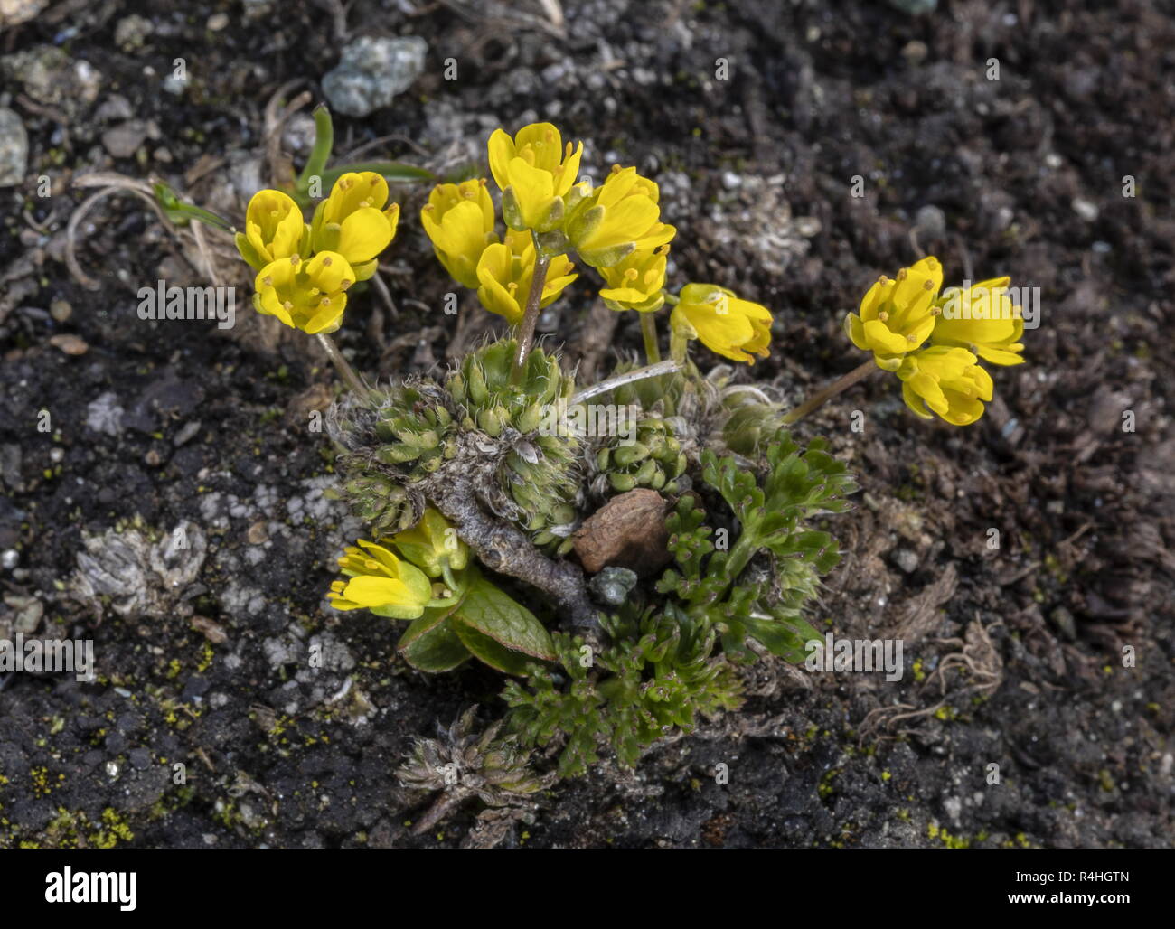 Yellow whitlow-grass, Draba aizoides, in flower high in the Swiss Alps ...