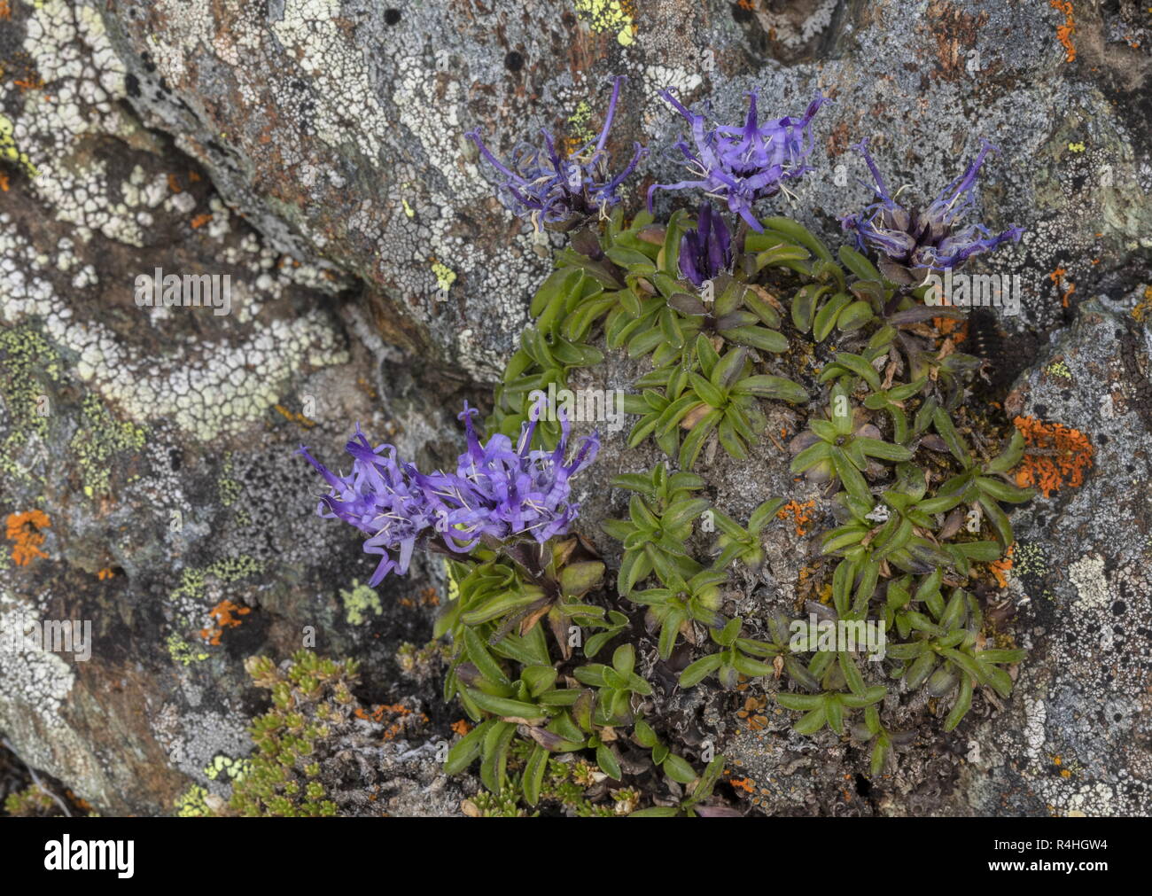 Rosette-leaved Rampion, Phyteuma globulariifolium, in flower on acid ...