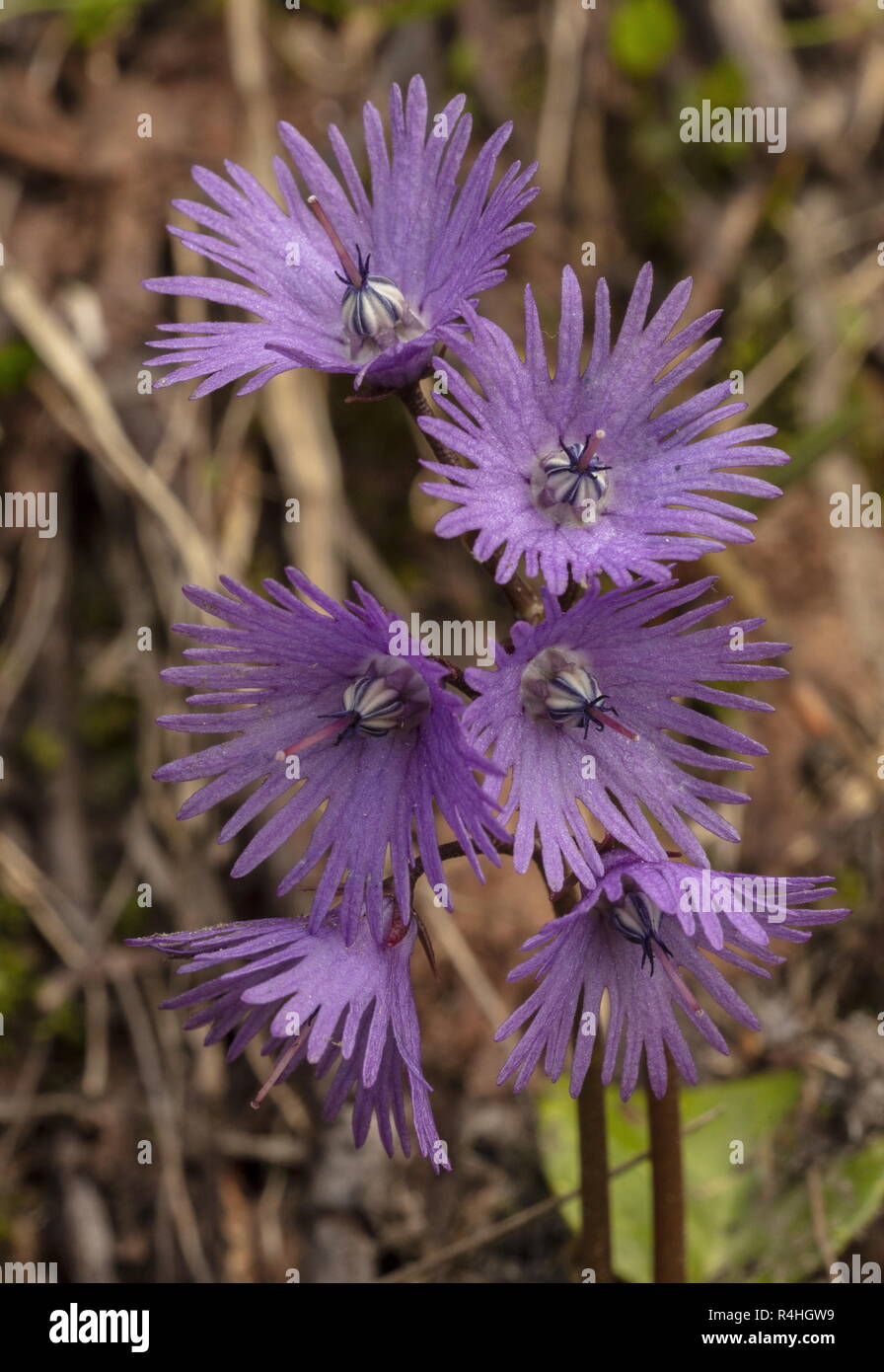 Soldanella alpina hi-res stock photography and images - Alamy