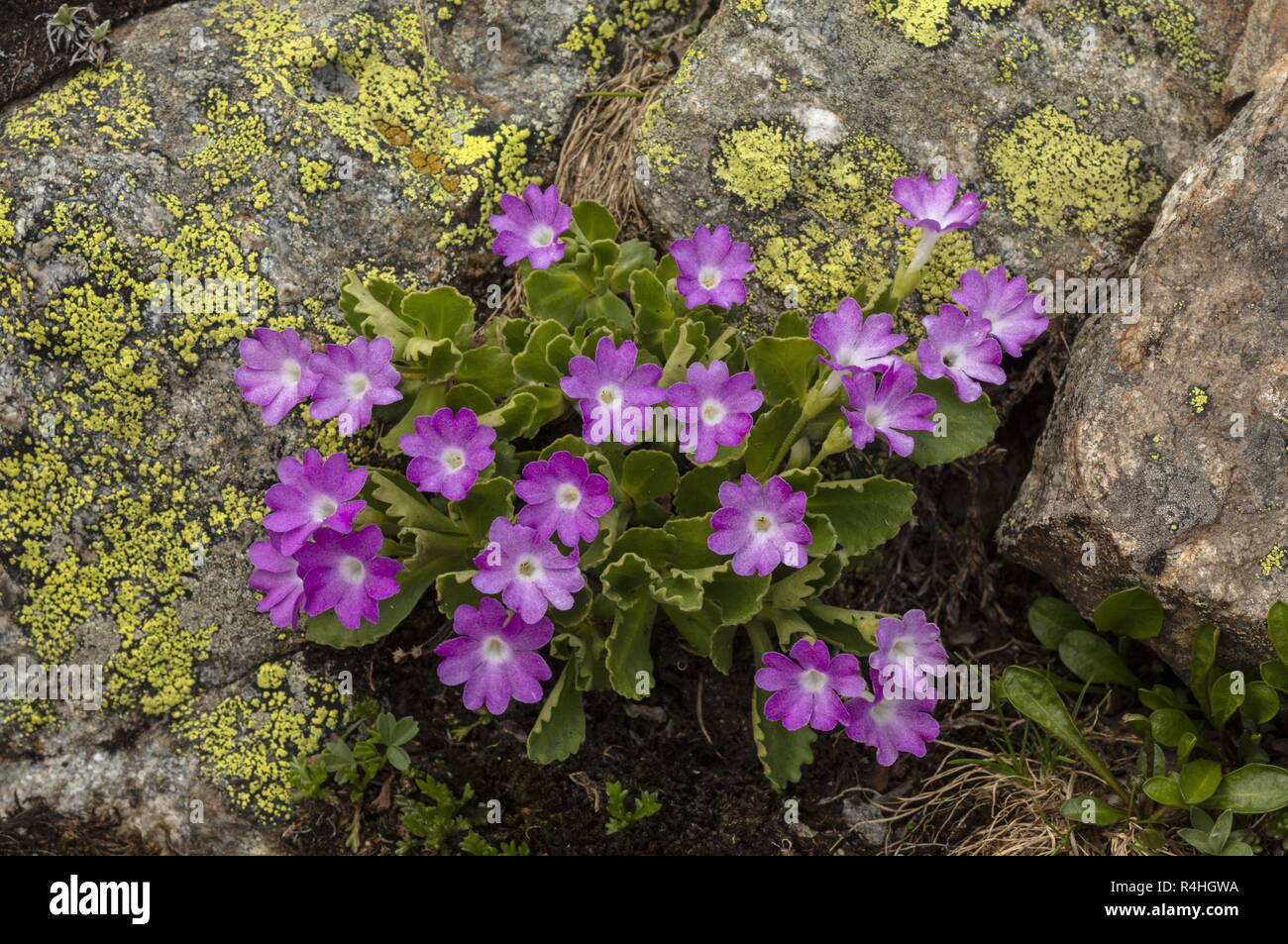 Hairy Primrose, Primula hirsuta, clump in flower among acidic lichen ...