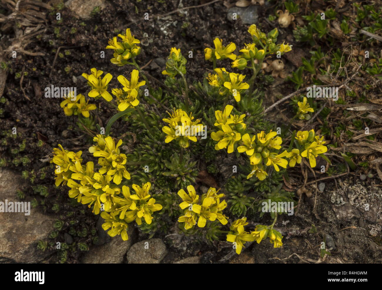 Yellow whitlow-grass, Draba aizoides, in flower high in the Swiss Alps ...