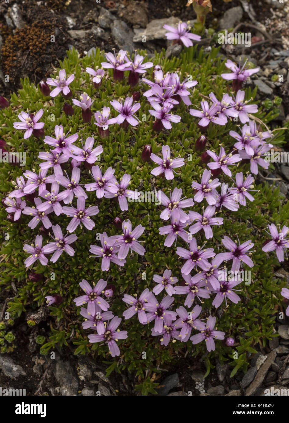 Moss campion, Silene acaulis, in flower Stock Photo - Alamy