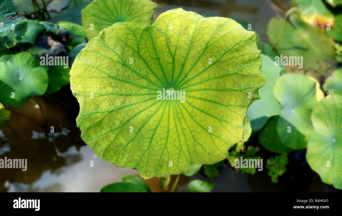 top view of lotus green leaf Stock Photo - Alamy